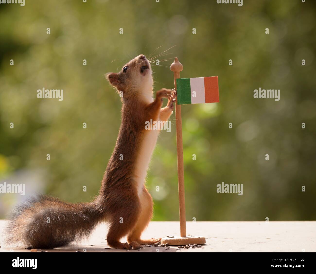 Italy squirrel hi-res stock photography and images - Alamy
