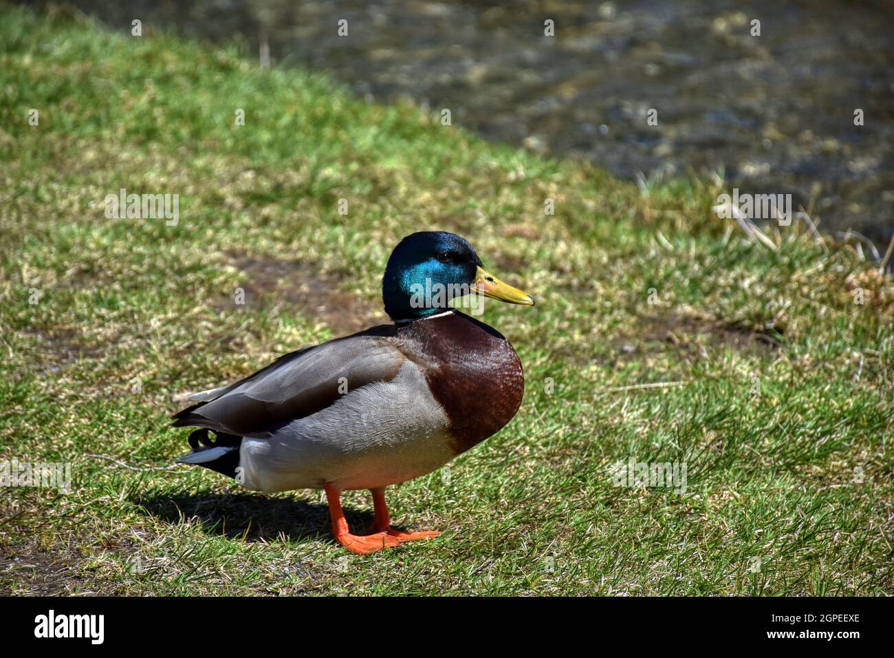 Stolzieren hi-res stock photography and images - Alamy