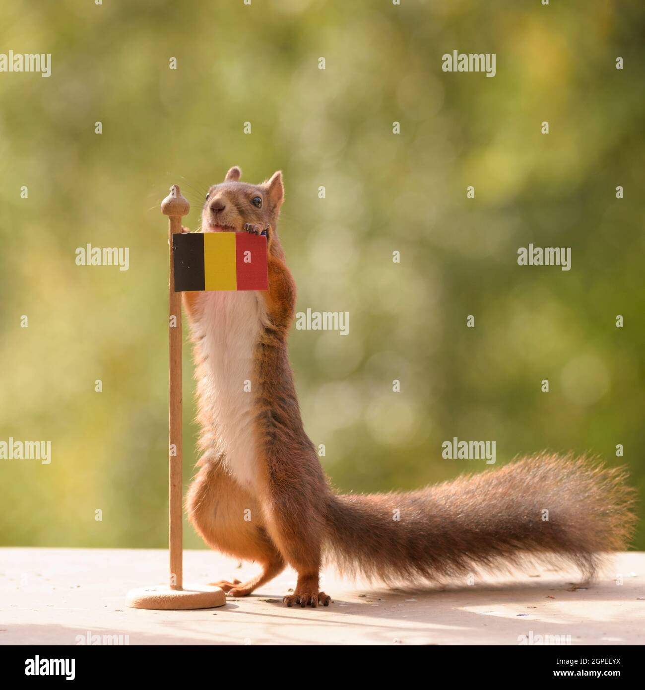 Belgium nature animal hi-res stock photography and images - Alamy