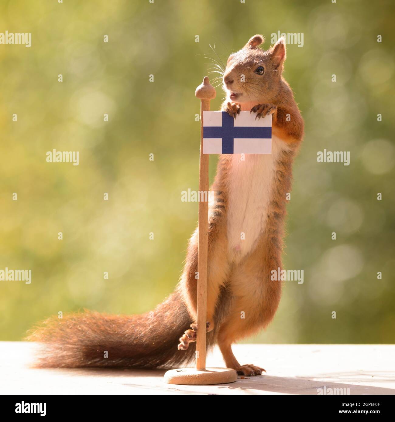 red squirrel is holding a flag of Finland Stock Photo - Alamy
