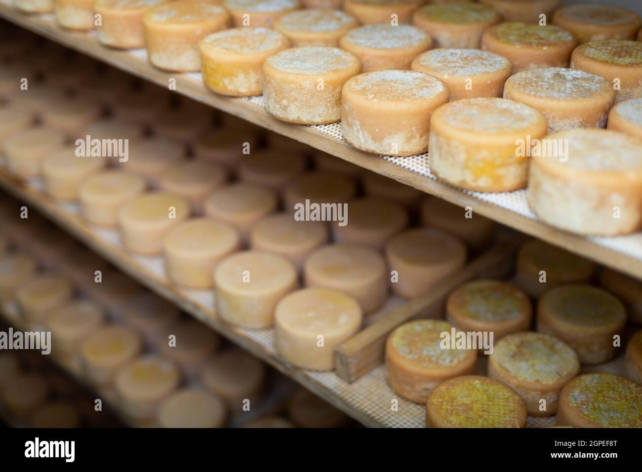 Matured cheese wheels on shelves in cheese dairy Stock Photo - Alamy