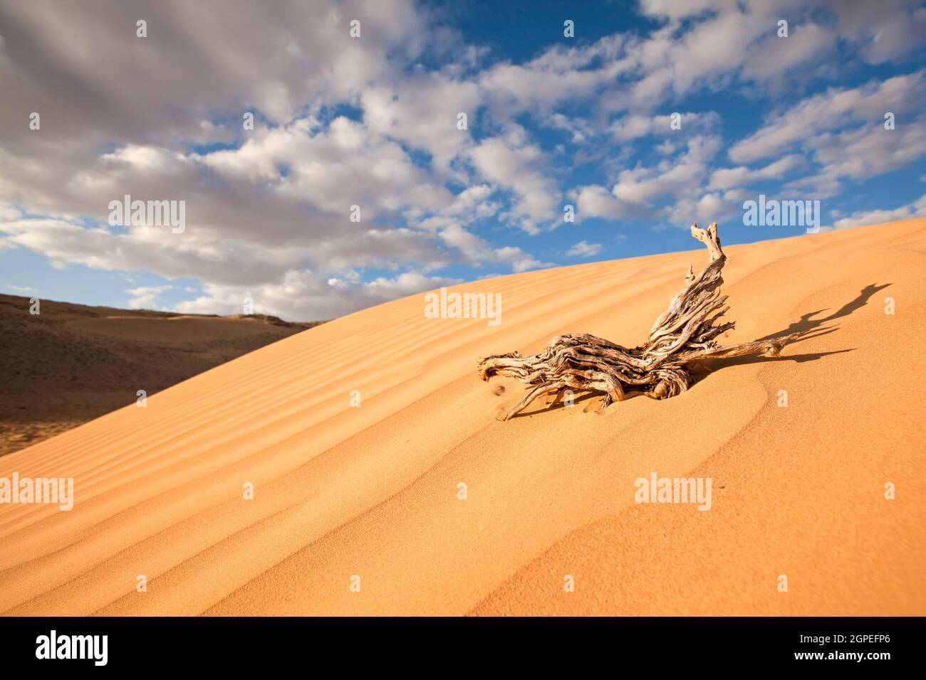 Desert sand dune Stock Photo - Alamy