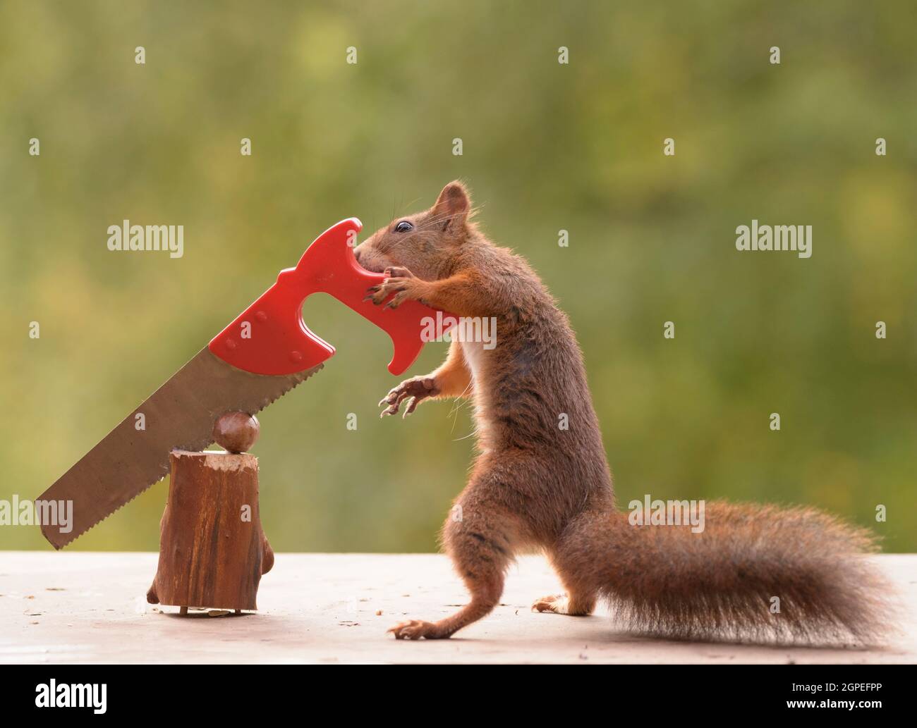 Body saw hi-res stock photography and images - Alamy