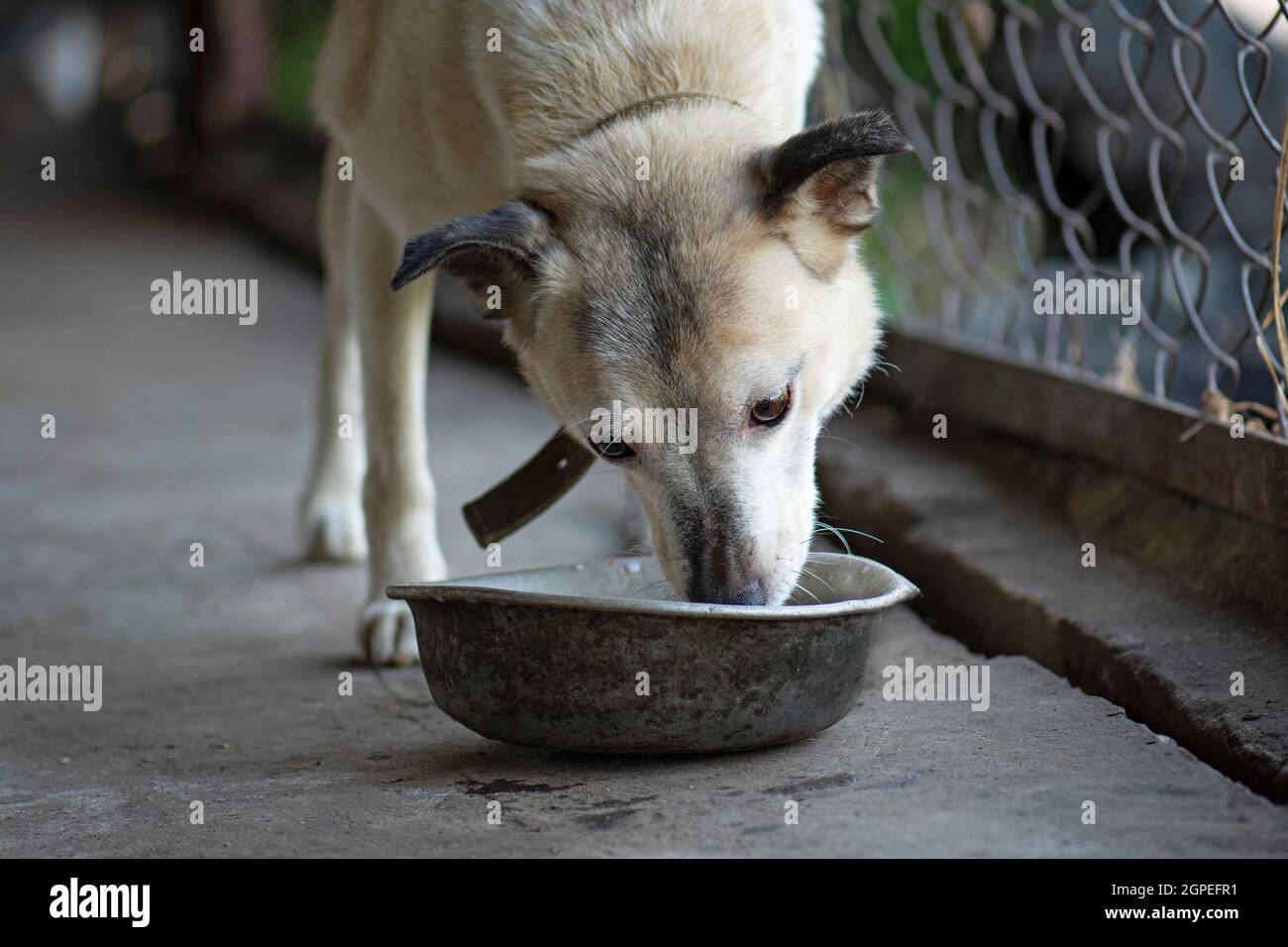 Stray hungry dog eating from a bowl. Hungry dog in adoption centre ...