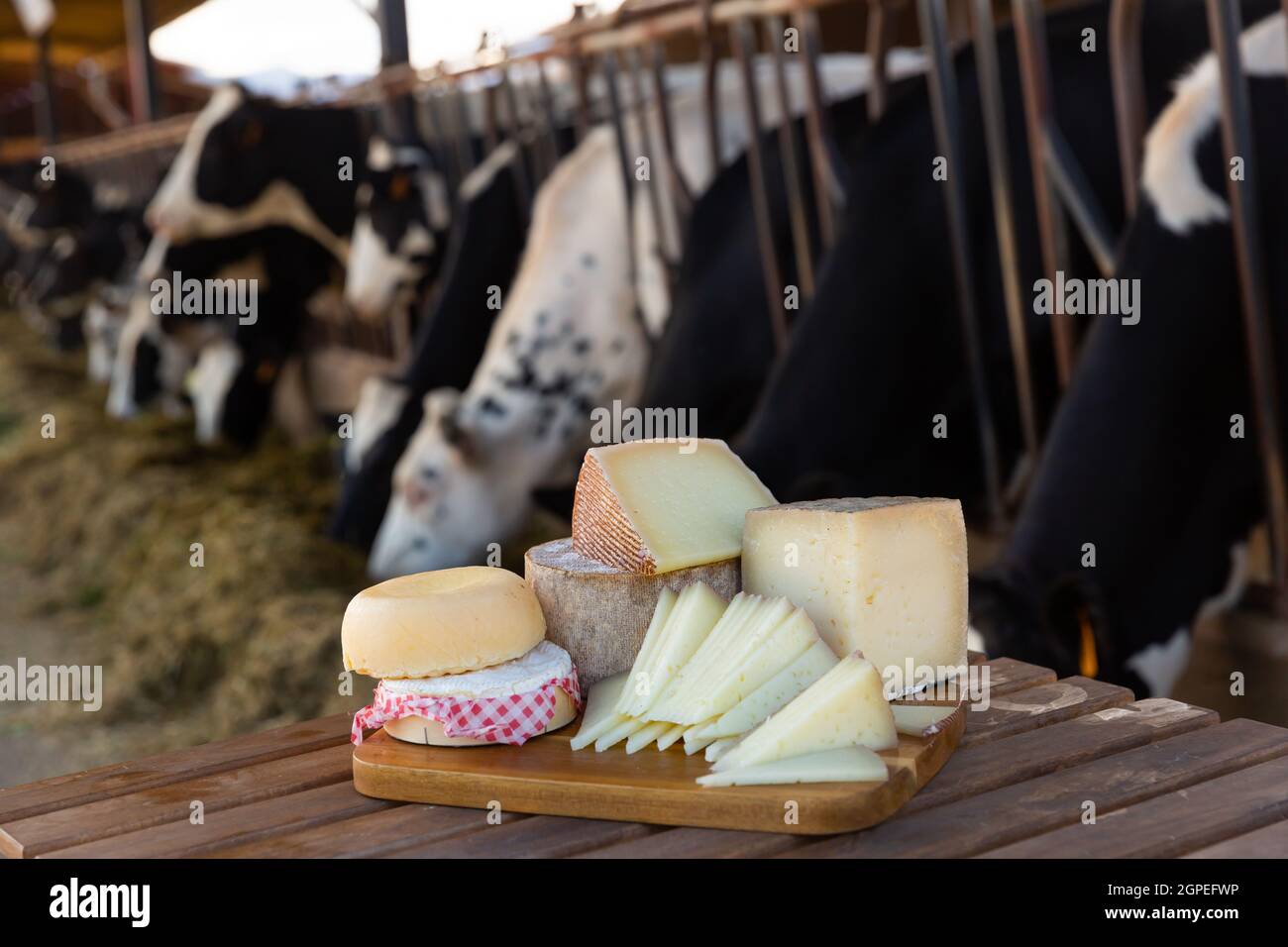 Various cheese on table against background of cows in barn Stock Photo ...