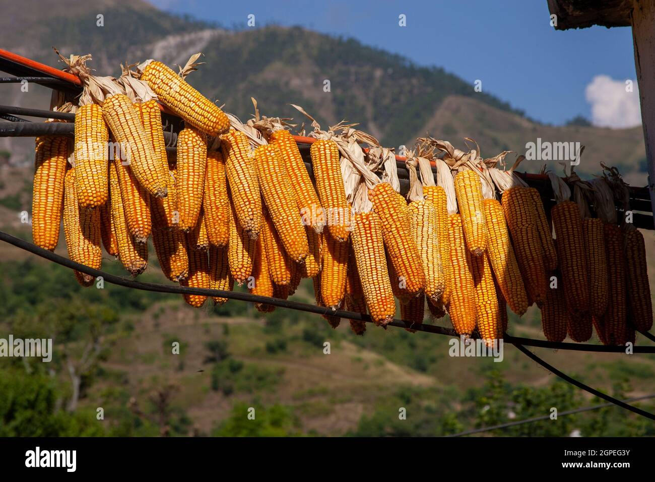 drying corn cobs on the roof of a house in a village in the Himalayas ...