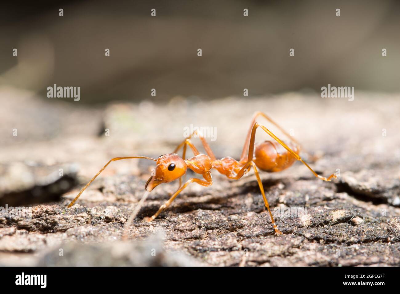macro red ant Stock Photo - Alamy