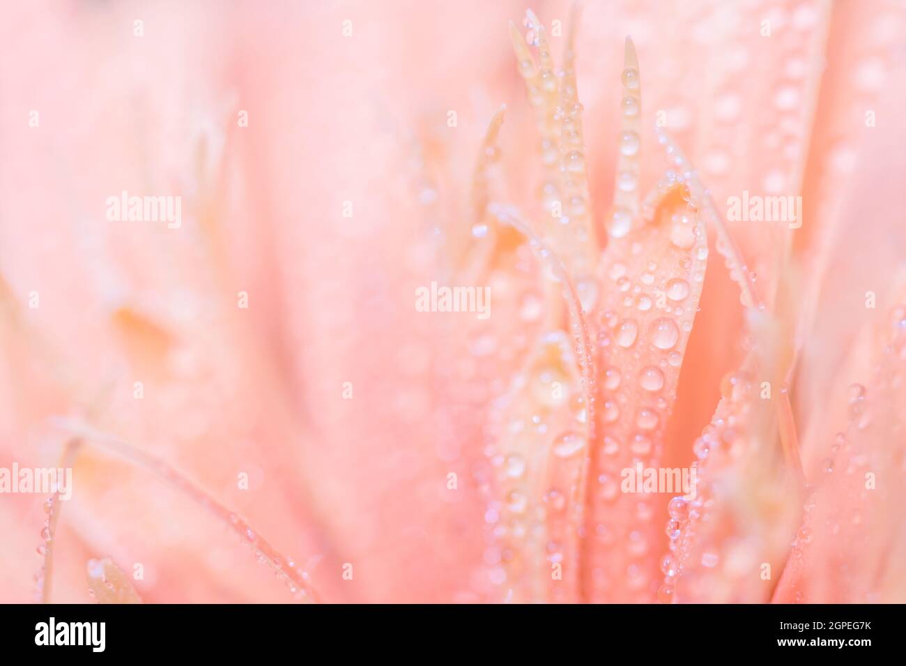 Background water drops on Pink gerbera Stock Photo - Alamy