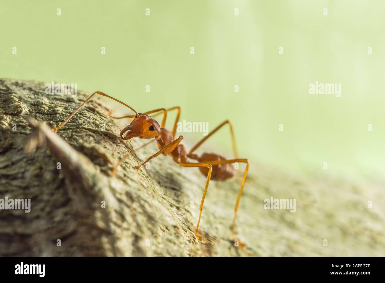 macro red ant Stock Photo - Alamy