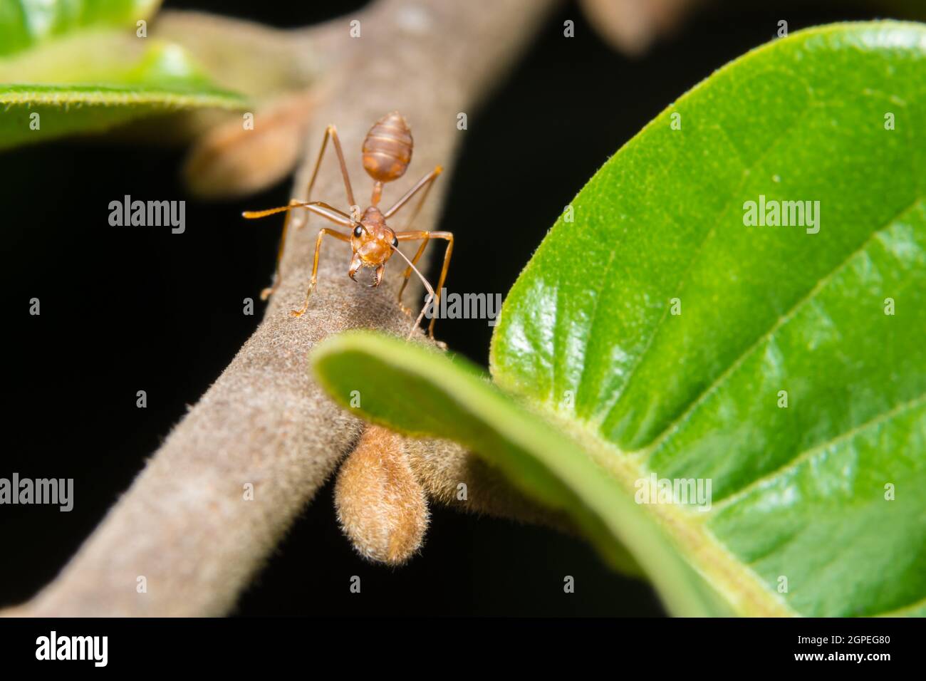 Fire ants swarm hi-res stock photography and images - Alamy