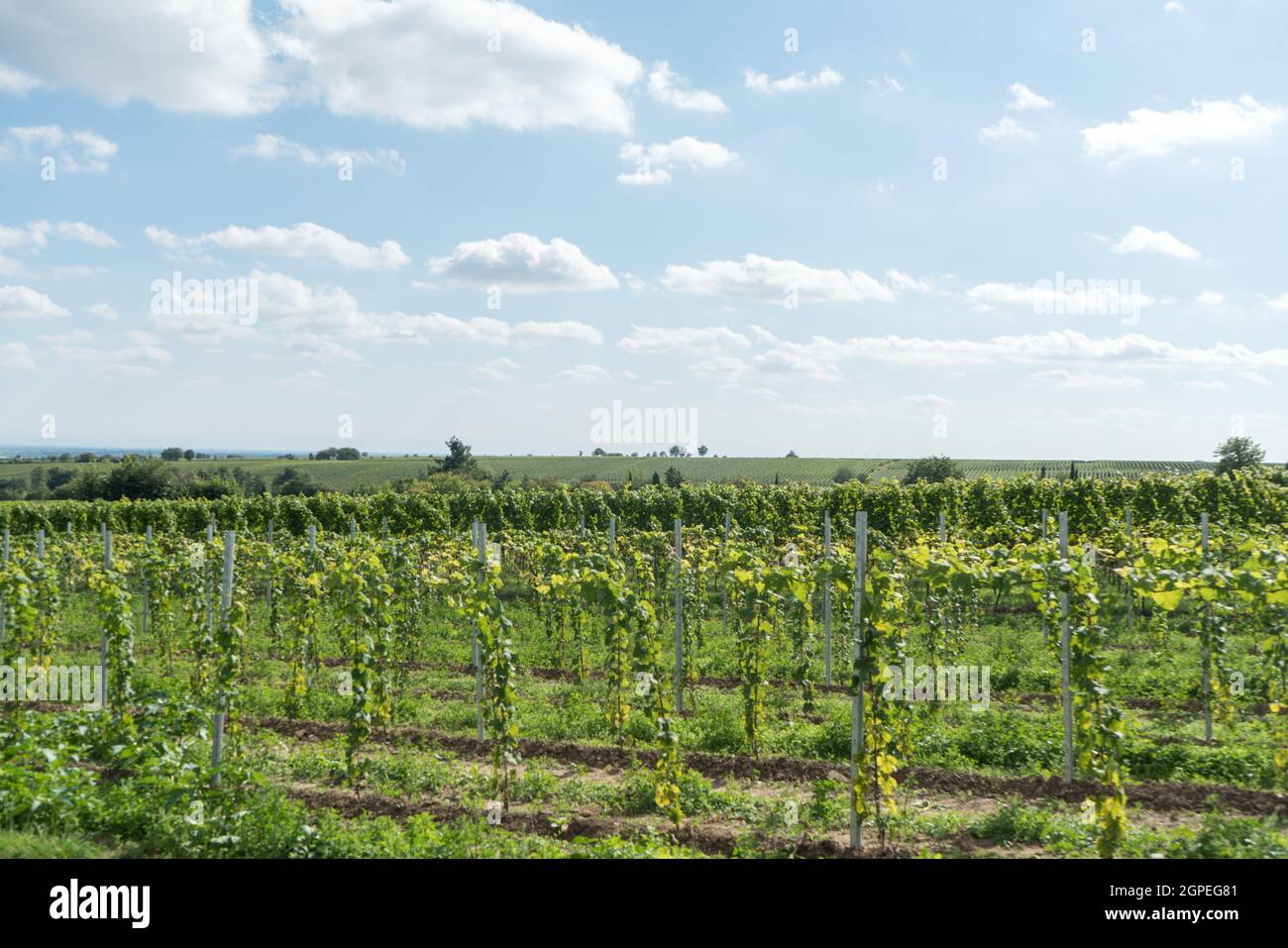 Vines in Rhine Valley in South Germany Stock Photo - Alamy