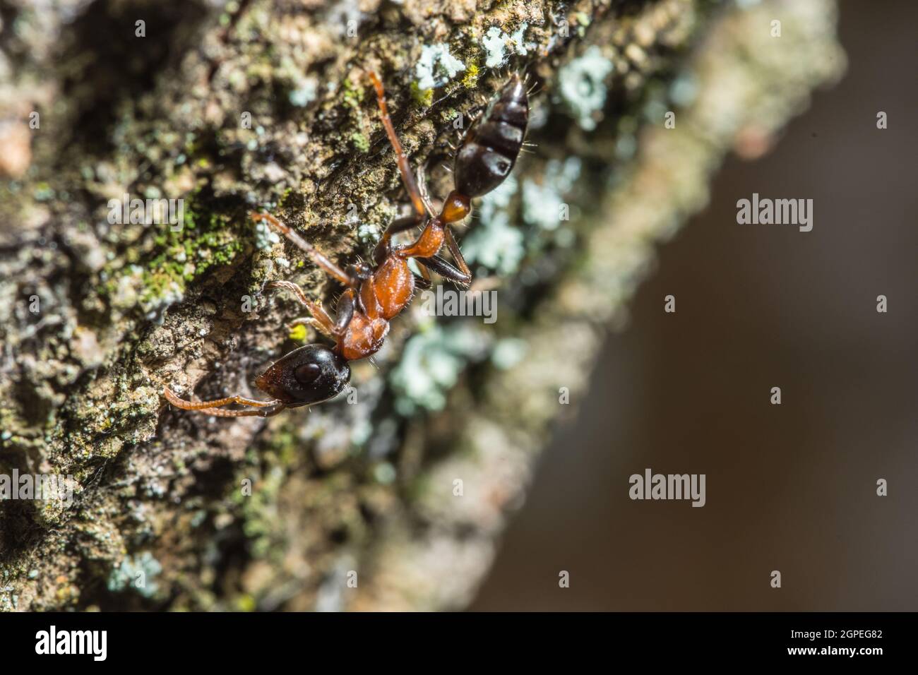 macro red ant Stock Photo - Alamy