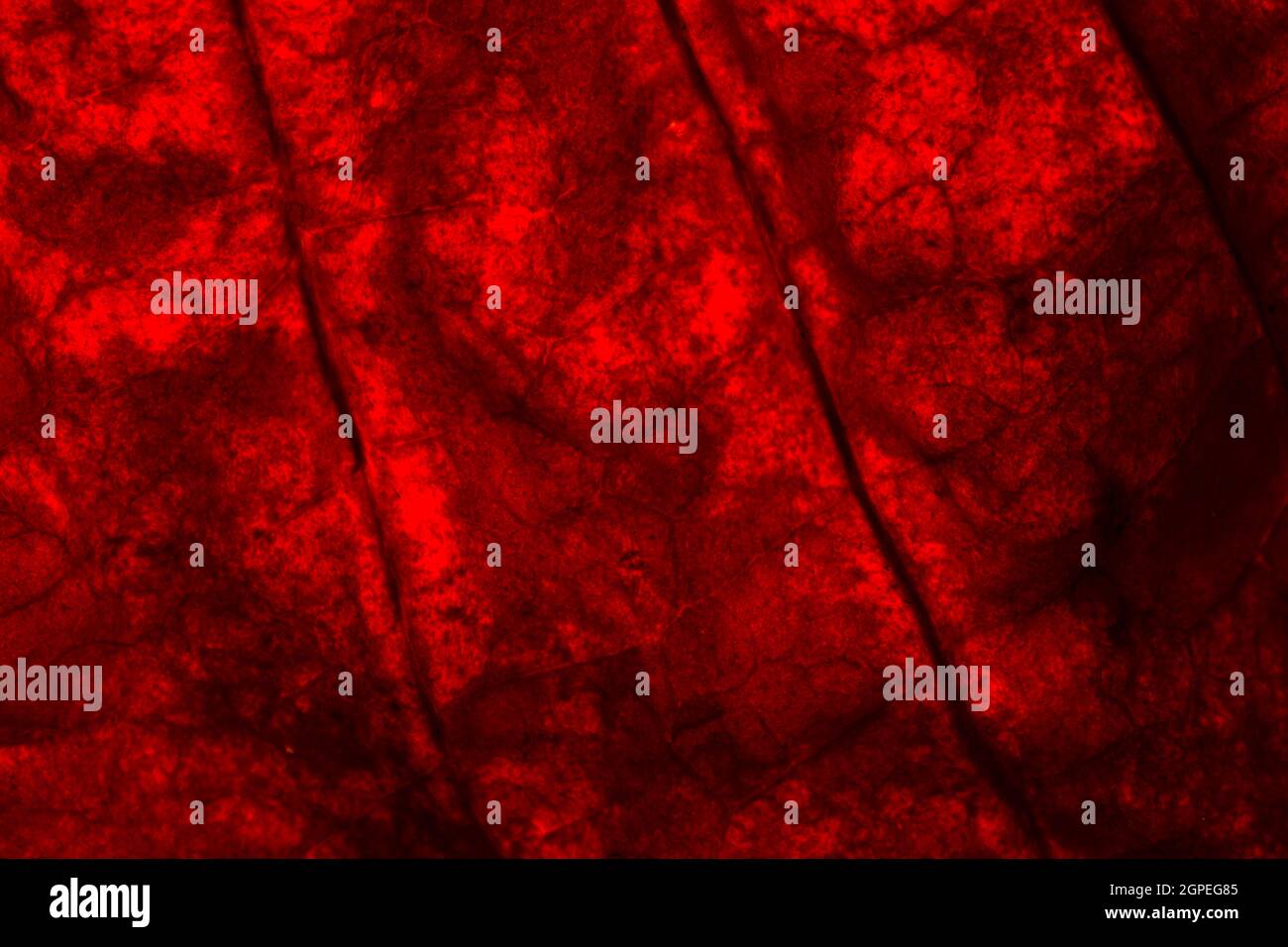 Macro background, dried leaf pattern Stock Photo - Alamy