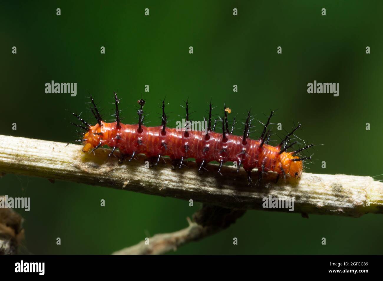 Close up photos of red caterpillar Stock Photo - Alamy
