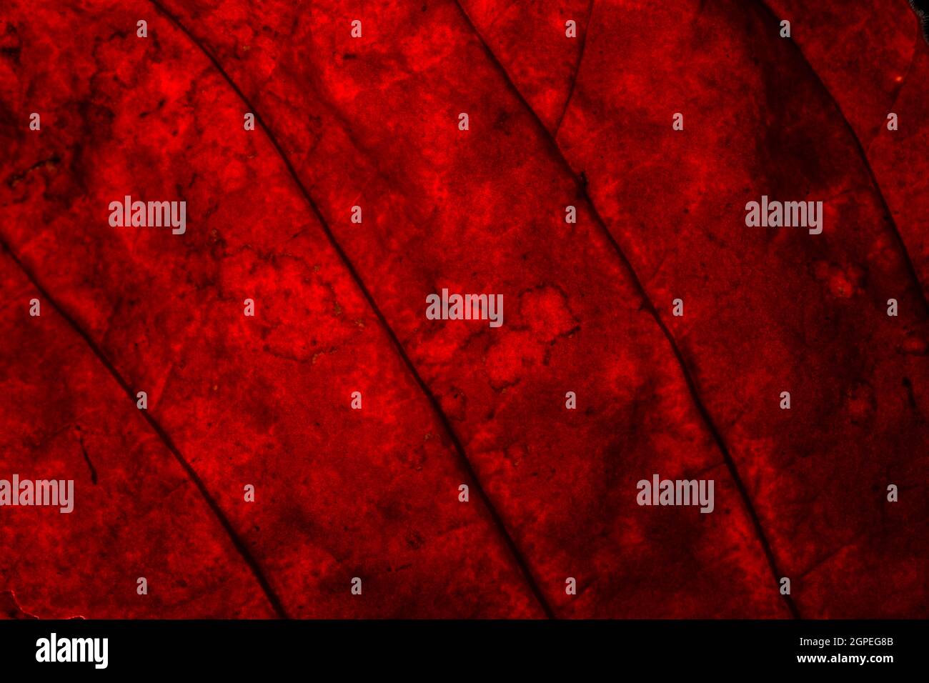 Macro background, dried leaf pattern Stock Photo - Alamy