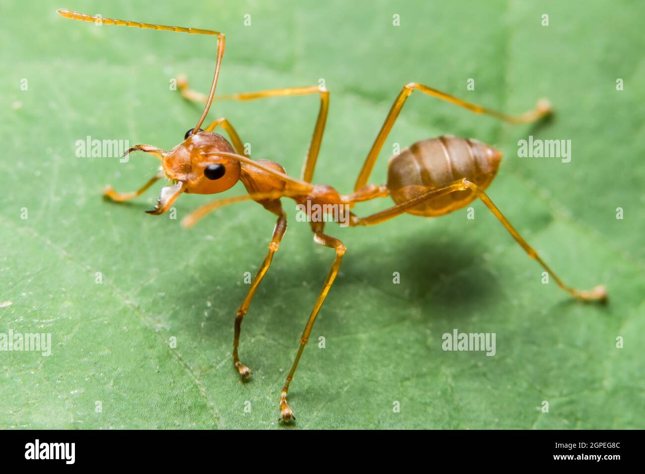 Close up ants swarm eating hi-res stock photography and images - Alamy