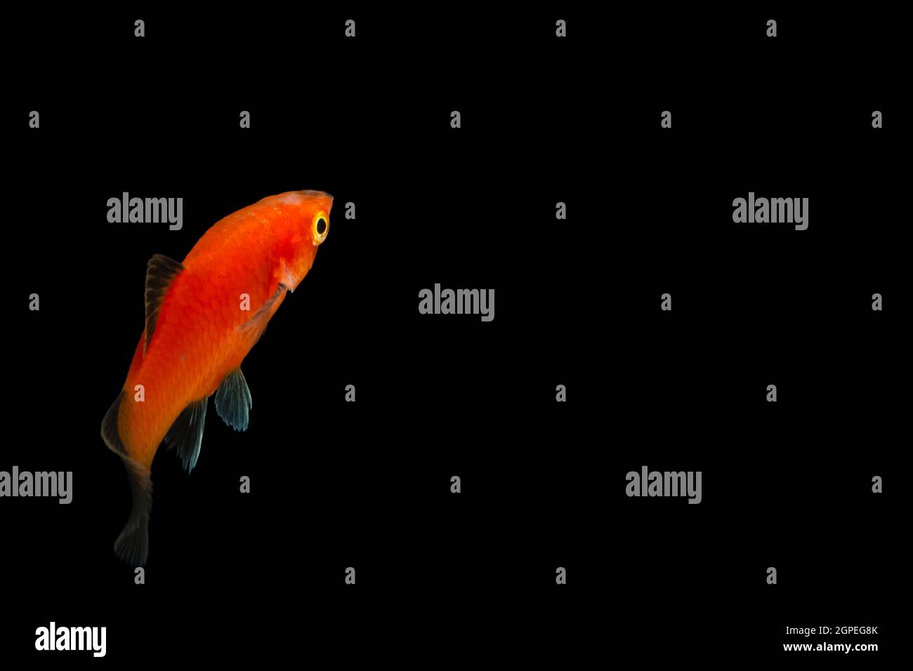 Red Molly Fish Fish Stock Photo - Alamy