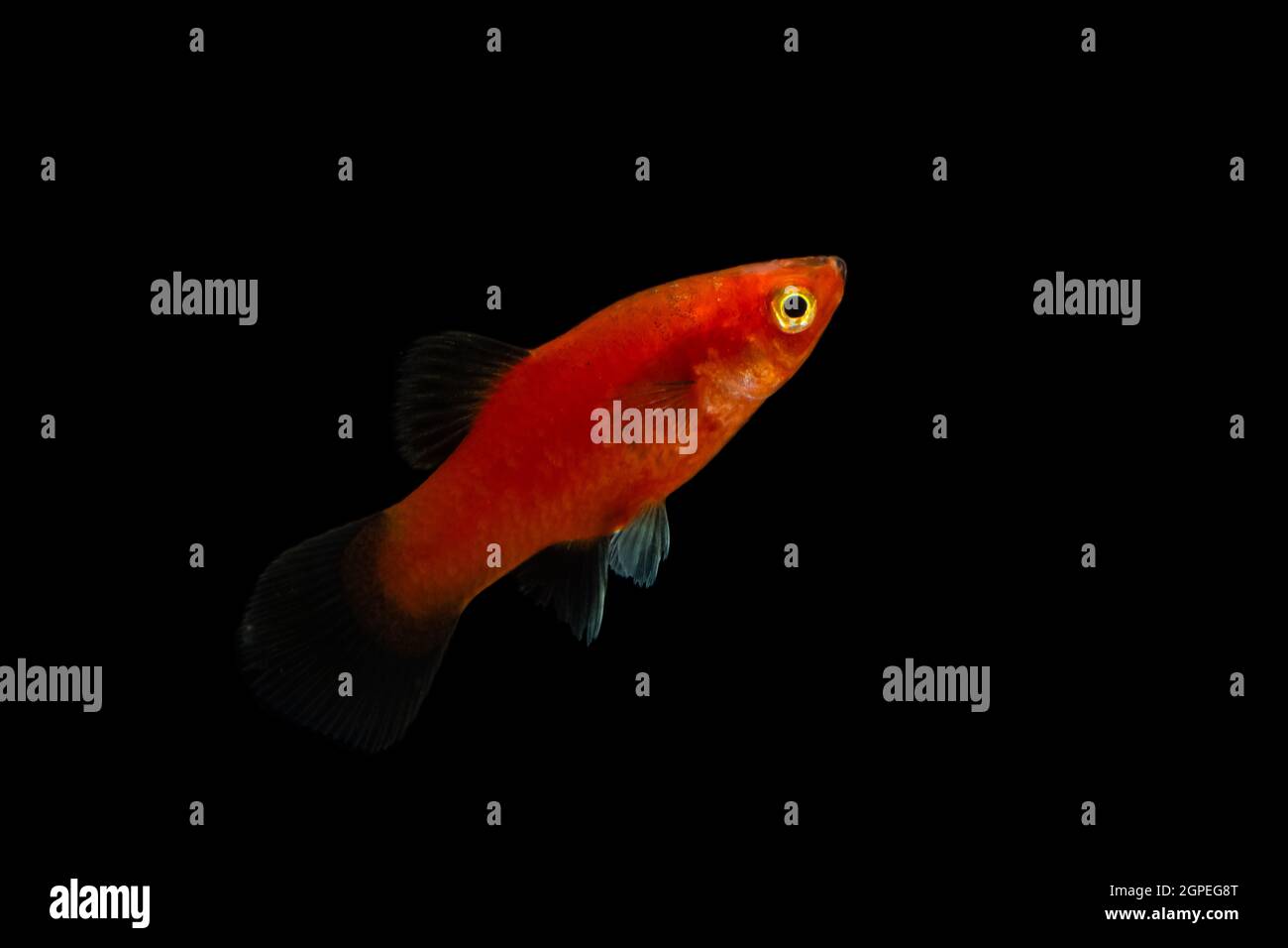 Red Molly Fish Fish Stock Photo - Alamy