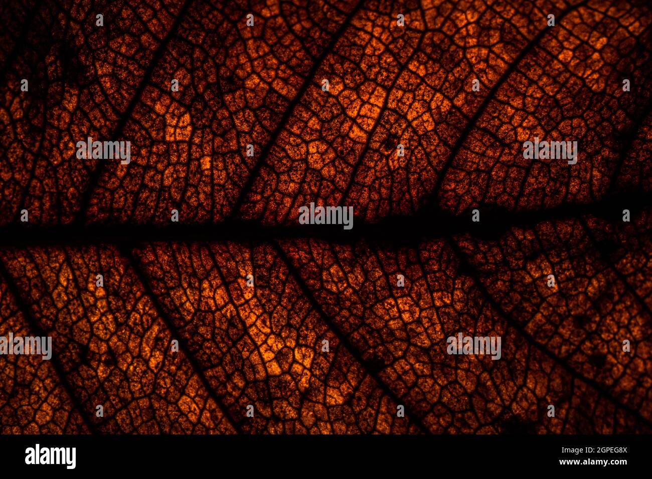 Macro background, dried leaf pattern Stock Photo - Alamy