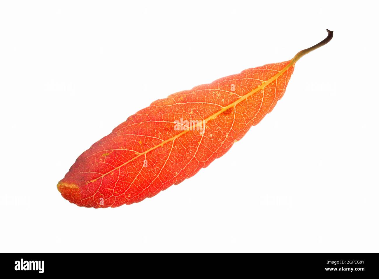 Red leaves on white background Stock Photo - Alamy