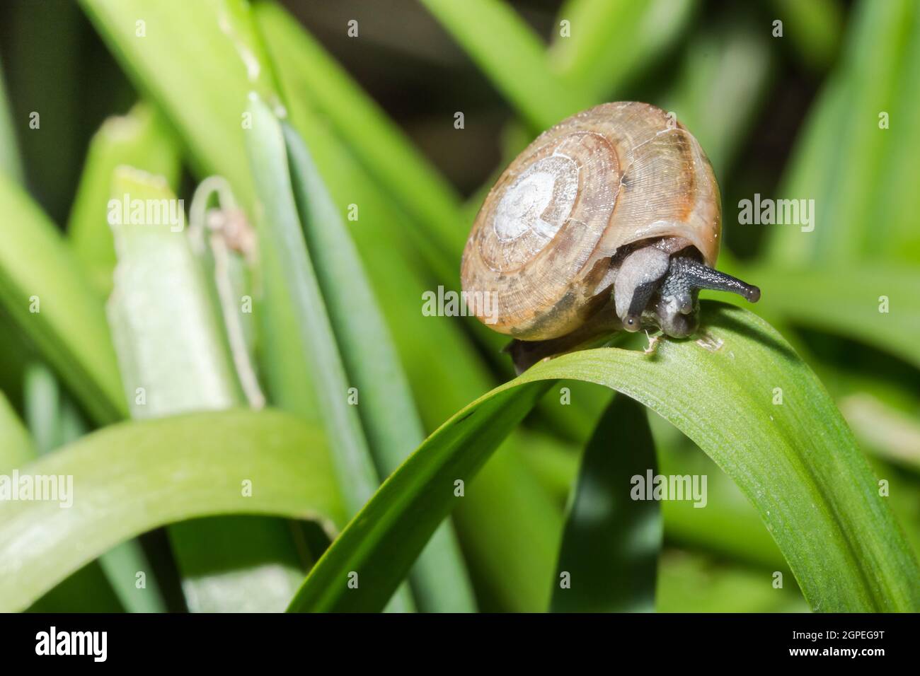 Small wild snail walking on hi-res stock photography and images - Alamy