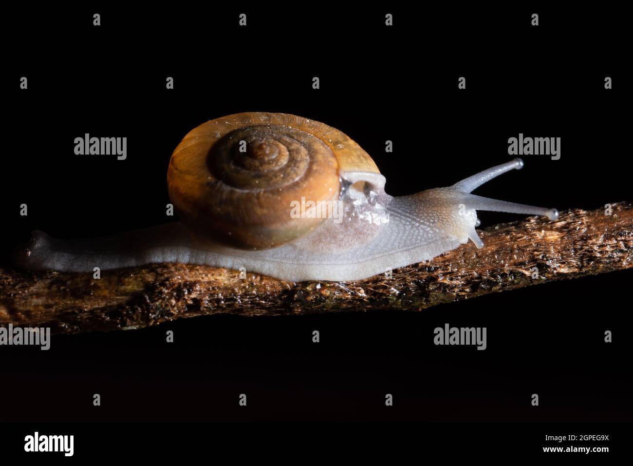 Macro snails walking on the branches Stock Photo - Alamy