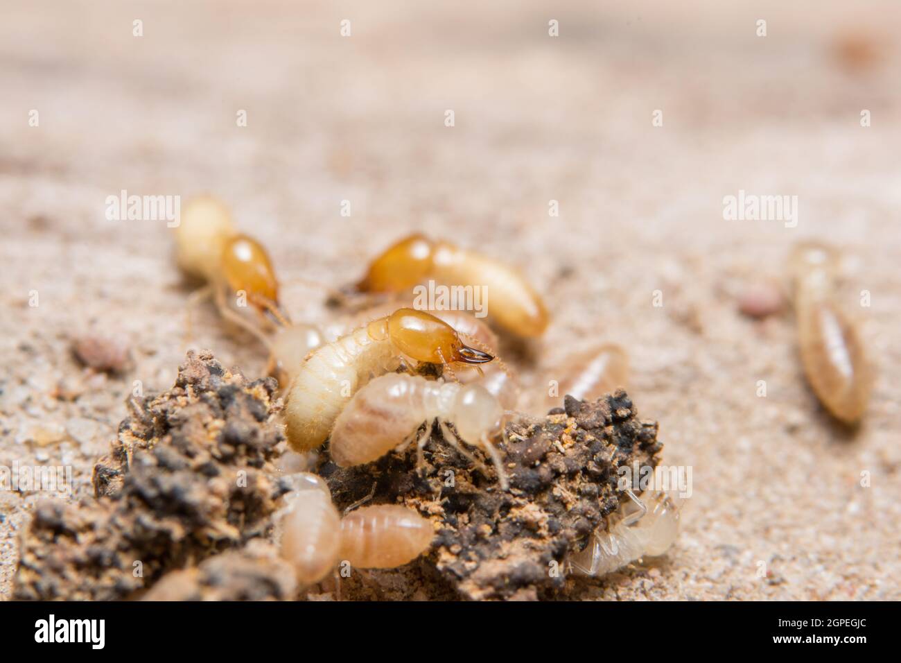 Macro termites are feeding Stock Photo - Alamy