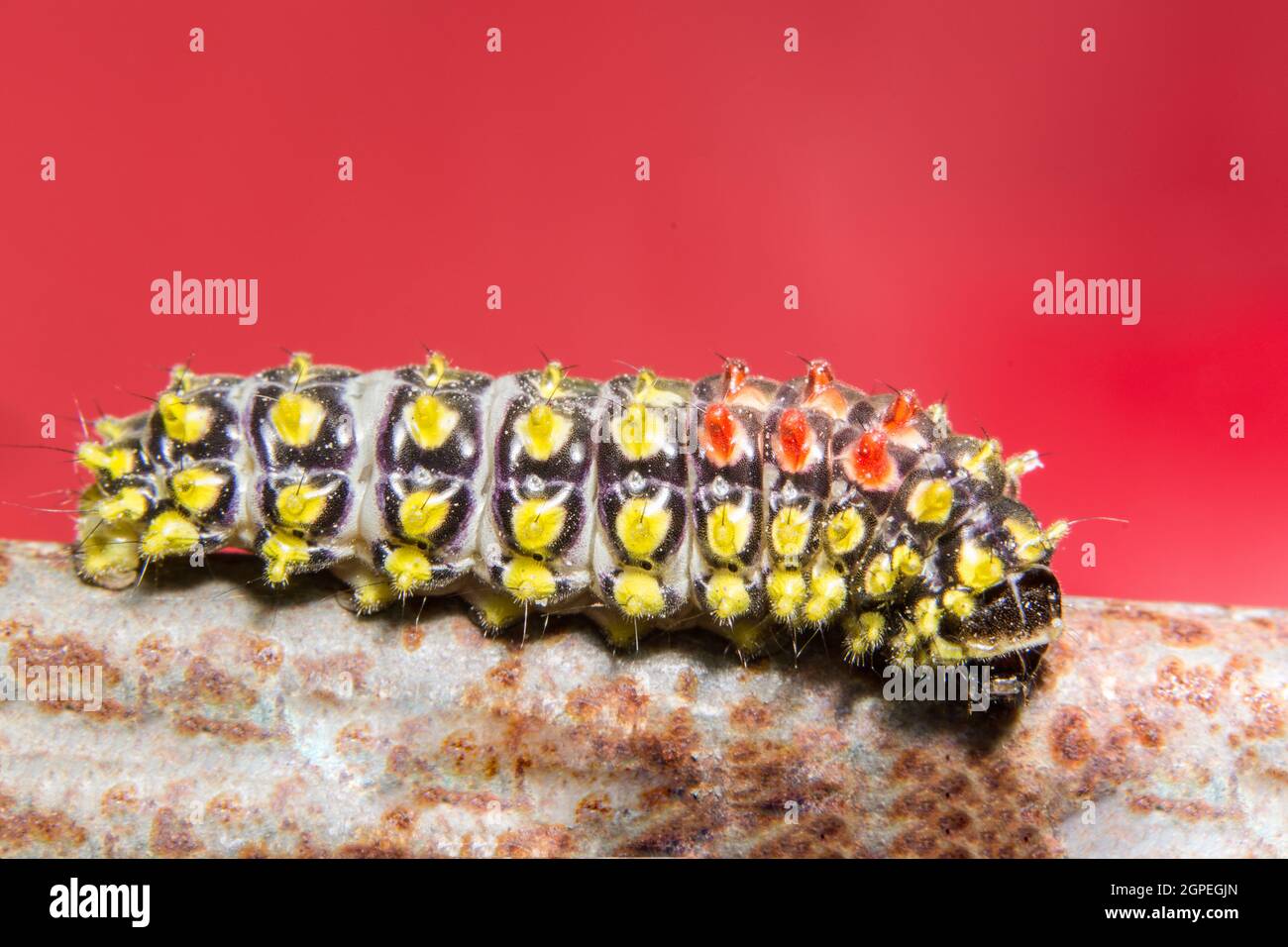 Close up photos of colorful worms Stock Photo - Alamy