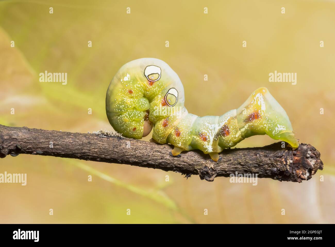 Close up photos of worms Stock Photo - Alamy