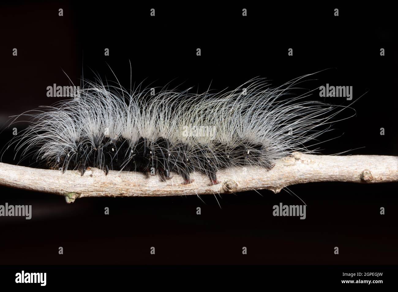 Worm Macro on a Wood Stock Photo - Alamy