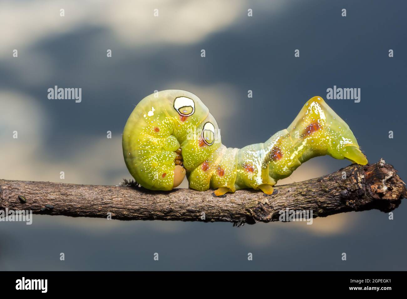 Close up photos of worms Stock Photo - Alamy