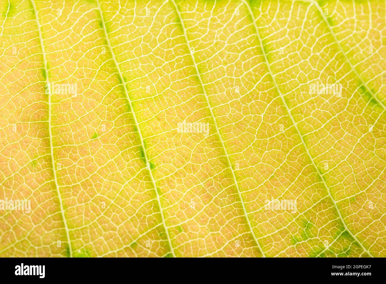 Background pattern of leaf Stock Photo - Alamy