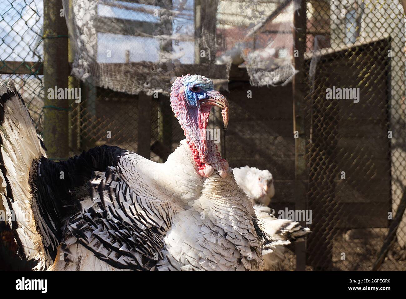 Angry turkey bird hi-res stock photography and images - Alamy