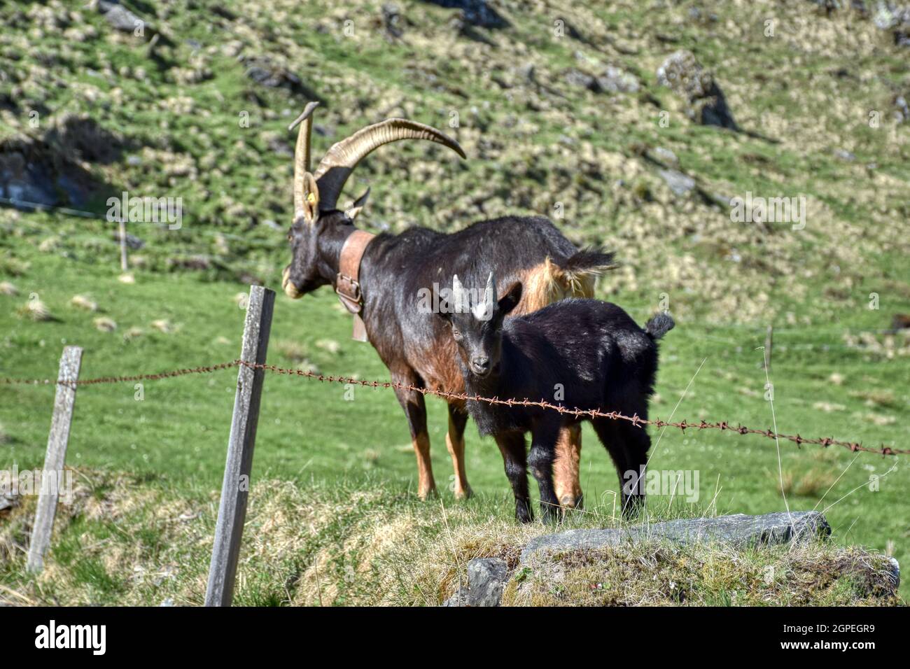 Pinzgauer Ziege, Ziege, Gebirgsziege, Horn, Hörner, Ziegenbock ...