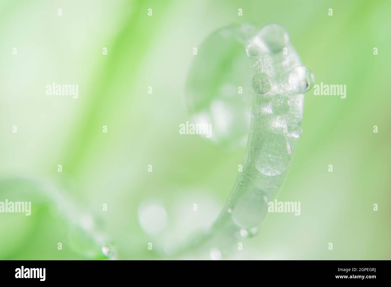 Macro background, water drop, flower petals, green color Stock Photo ...