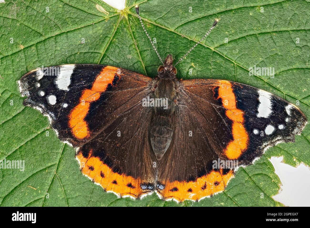 100 iso hi-res stock photography and images - Alamy