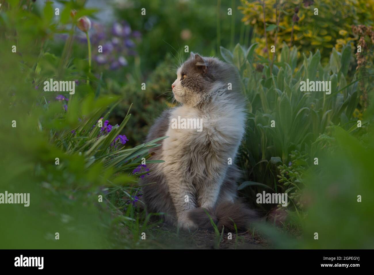 Portrait of a cute kitten in profile. Beautiful cat portrait in nature ...