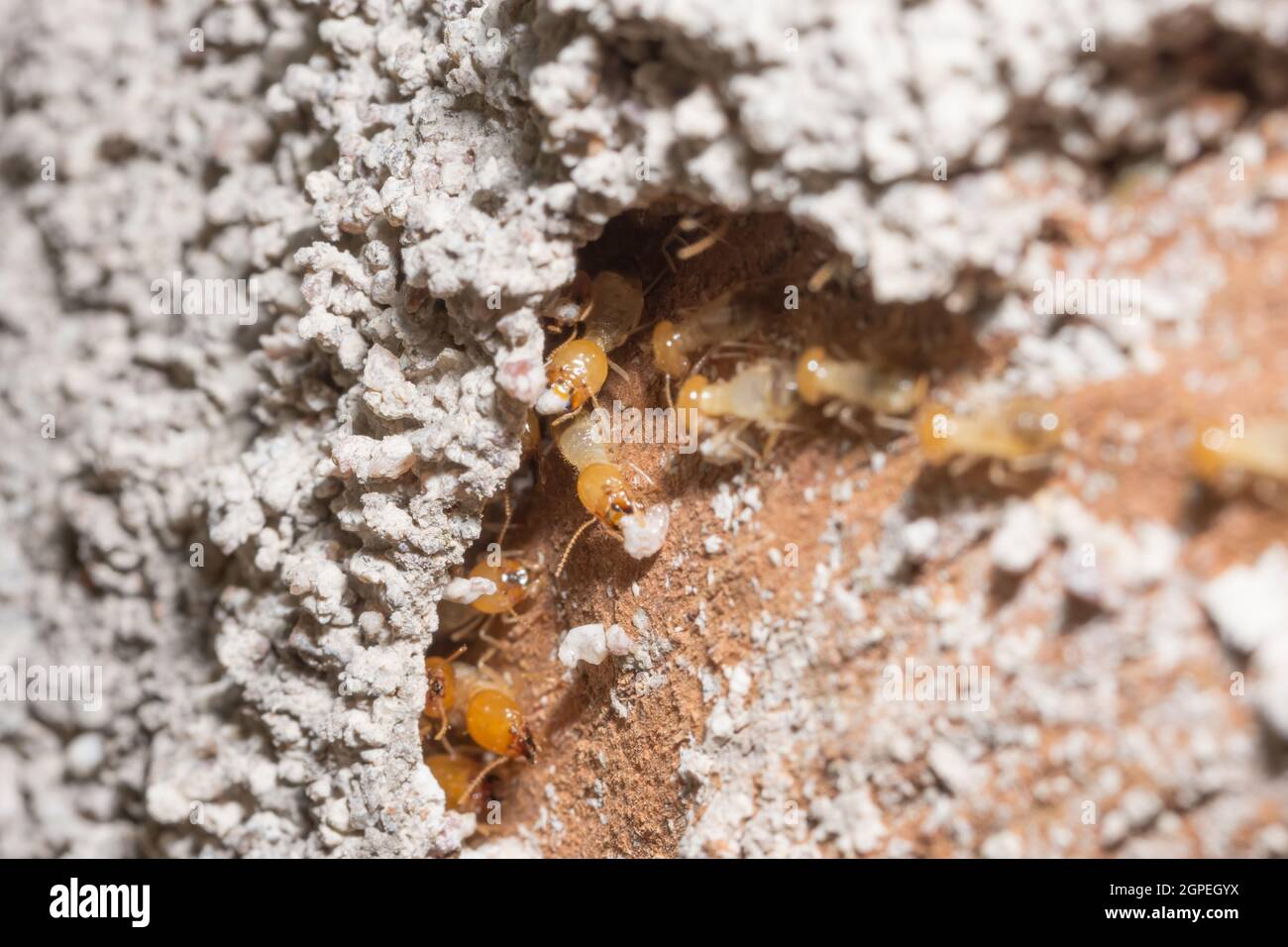 Macro termites are walking on the logs Stock Photo - Alamy