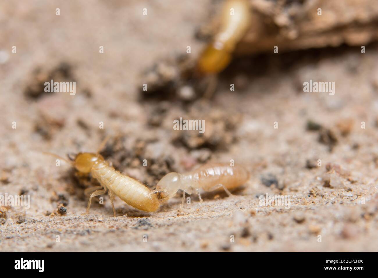 Macro termites are feeding Stock Photo - Alamy