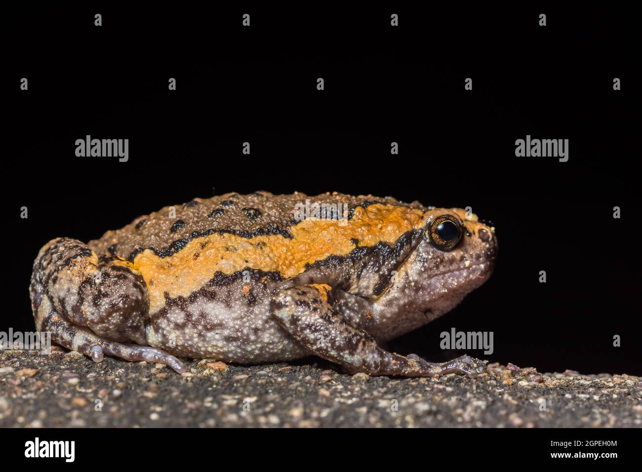 Piebald digging frog hi-res stock photography and images - Alamy
