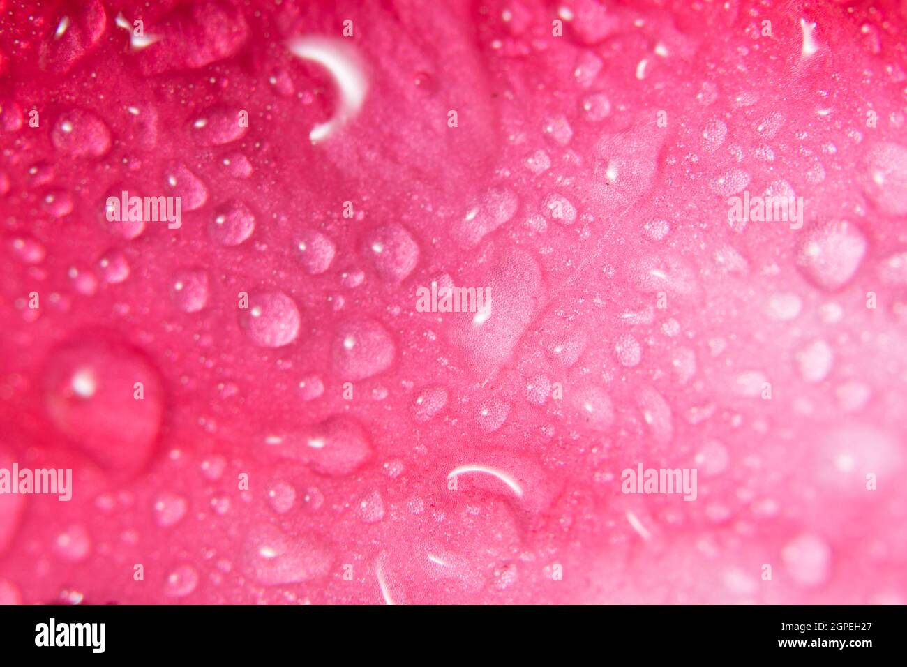 Background droplet On the pink flower petals Stock Photo - Alamy