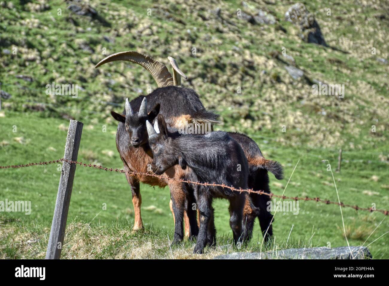 Mehrnutzungsrasse hi-res stock photography and images - Alamy