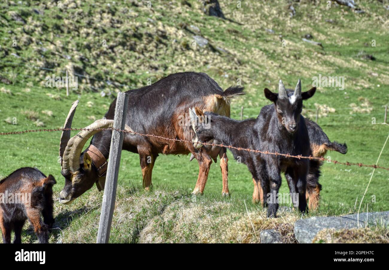 Pinzgauer Ziege, Ziege, Gebirgsziege, Horn, Hörner, Ziegenbock ...