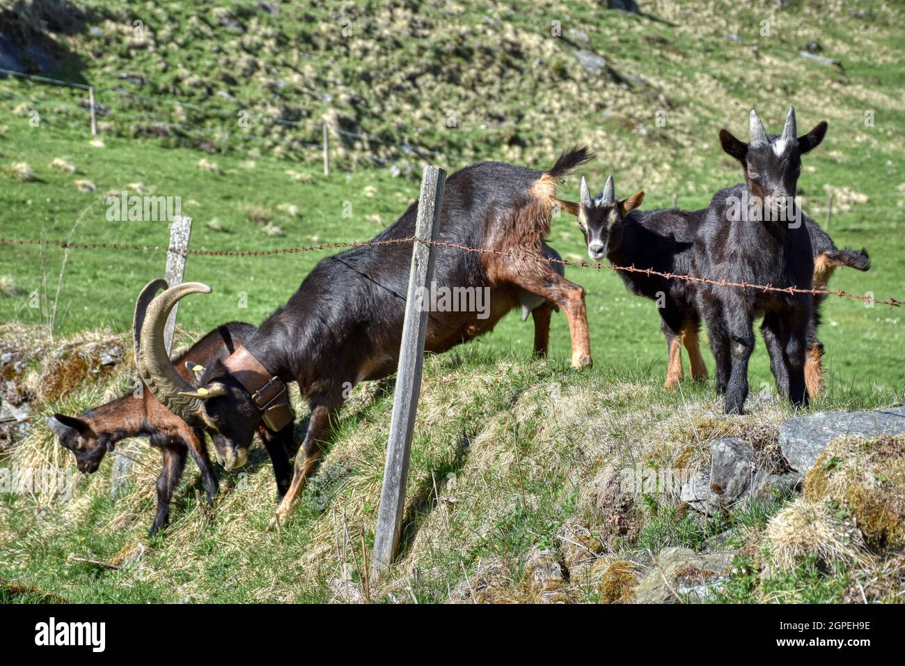 Pinzgauer Ziege, Ziege, Gebirgsziege, Horn, Hörner, Ziegenbock ...