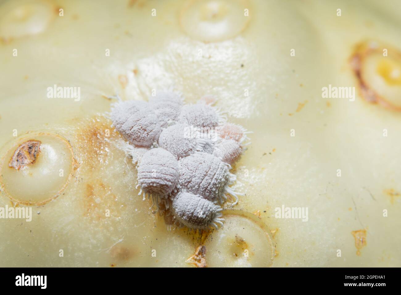 Planococcus hi-res stock photography and images - Alamy