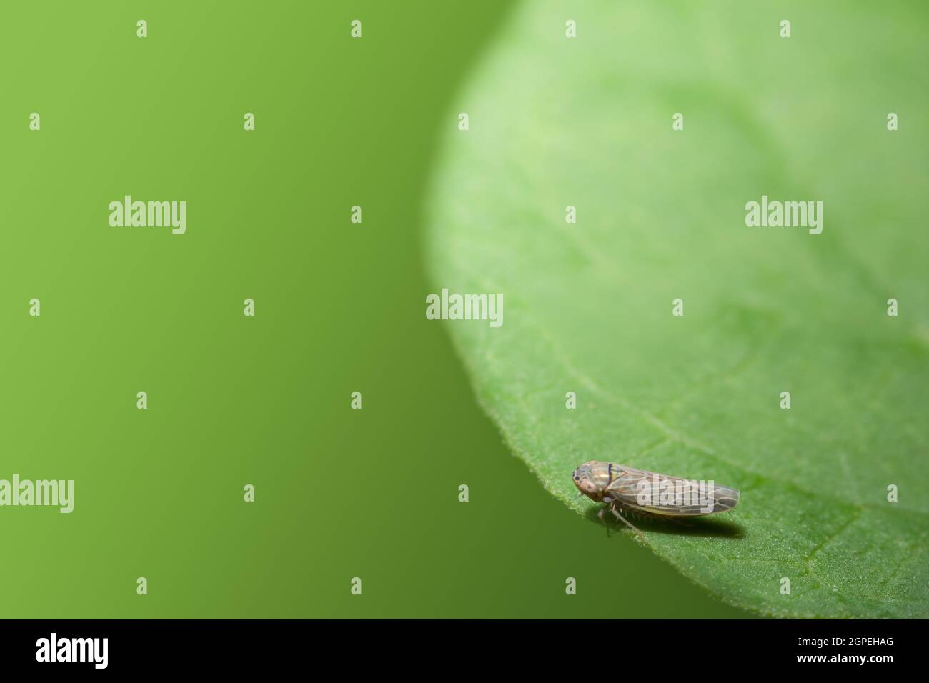 Close-up photo of a brown planthopper on leaf Stock Photo - Alamy