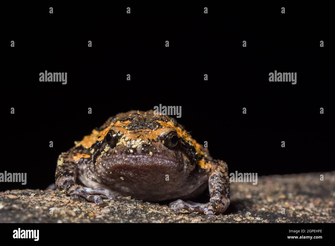 Piebald digging frog hi-res stock photography and images - Alamy
