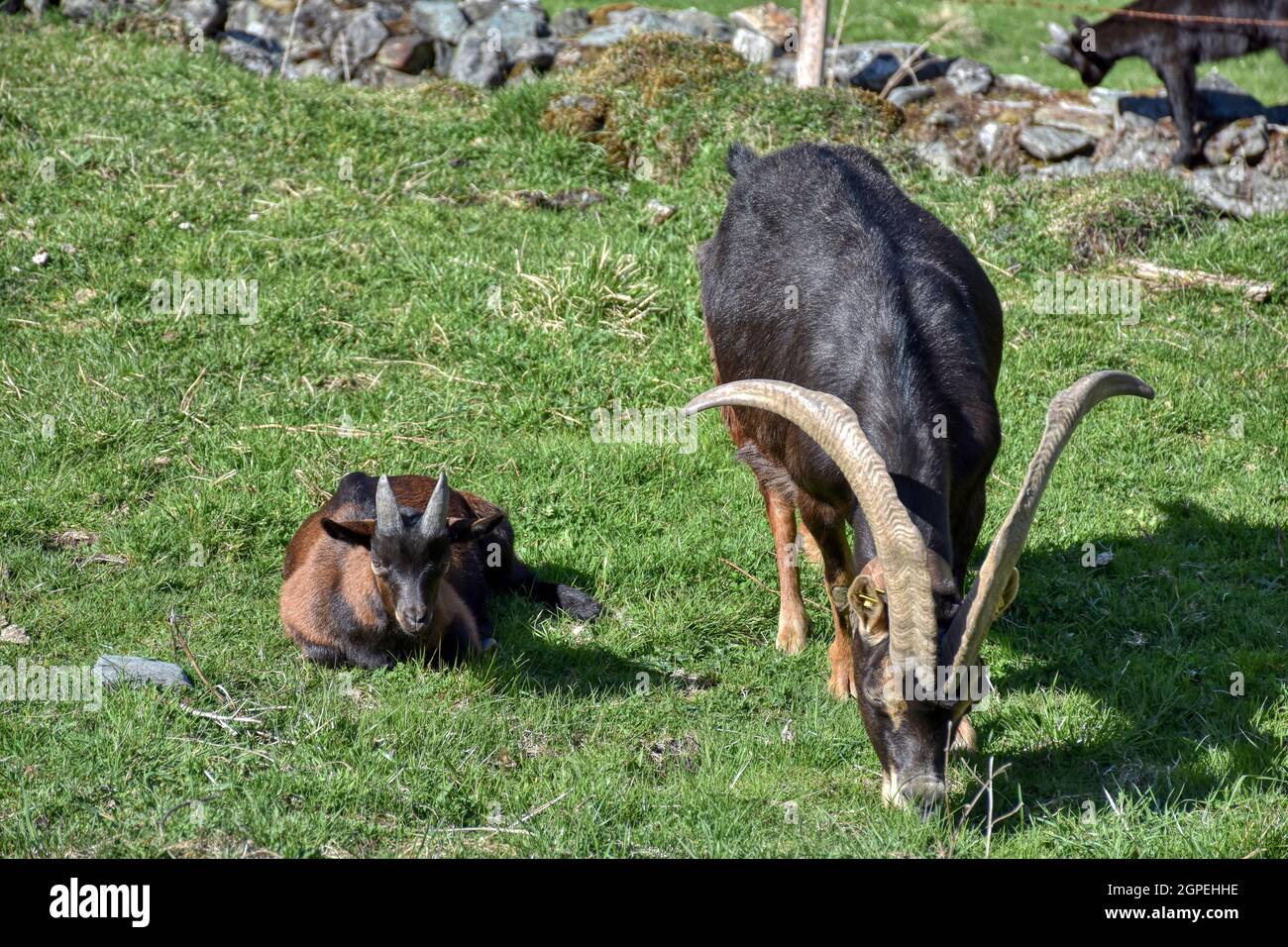 Pinzgauer Ziege, Ziege, Gebirgsziege, Horn, Hörner, Ziegenbock ...
