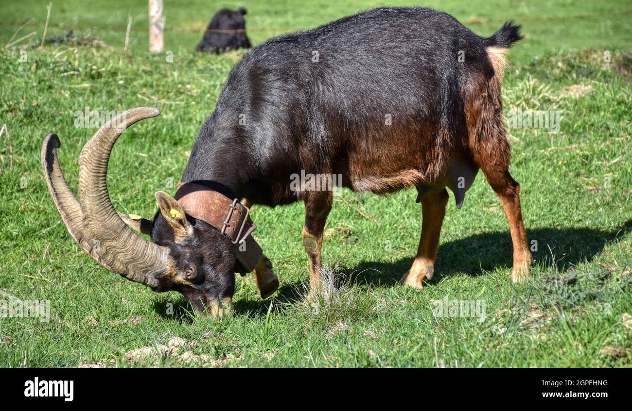 Pinzgauer Ziege, Ziege, Gebirgsziege, Horn, Hörner, Ziegenbock ...