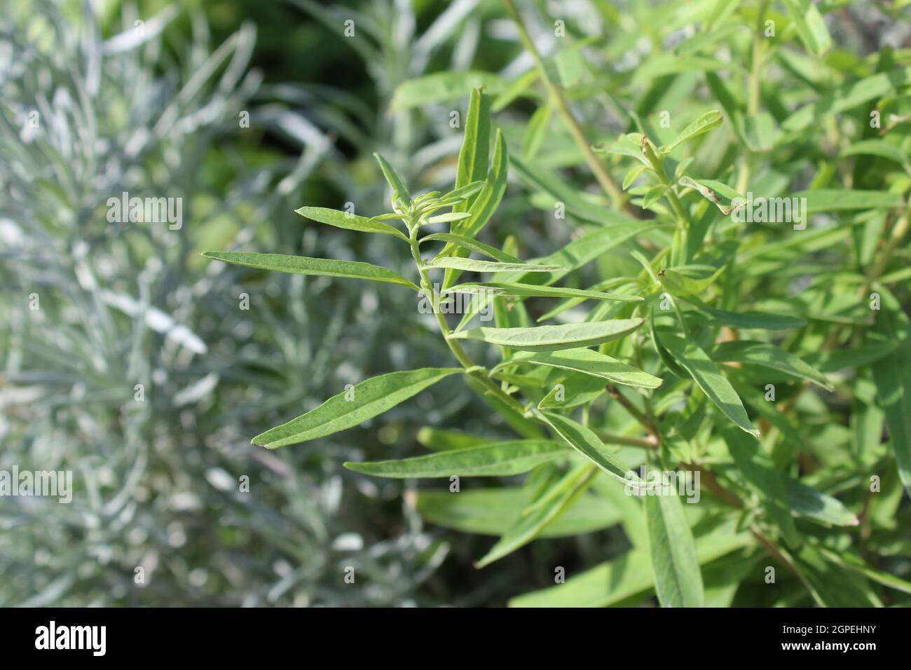 burro plant in the herb garden Stock Photo - Alamy